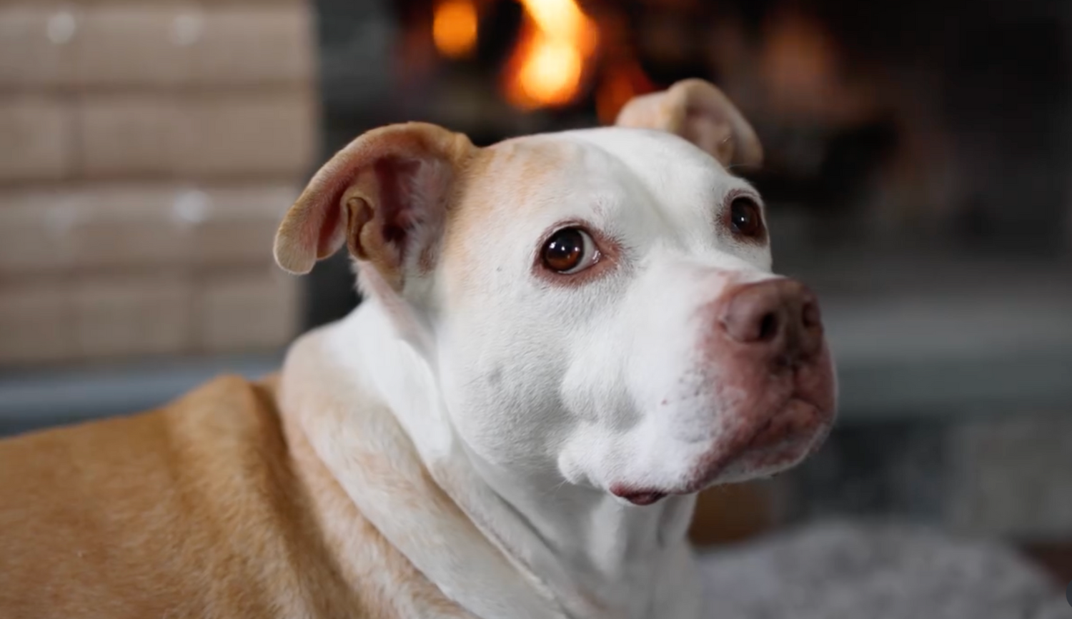 Lumberjack Joe – LumberJack Joe